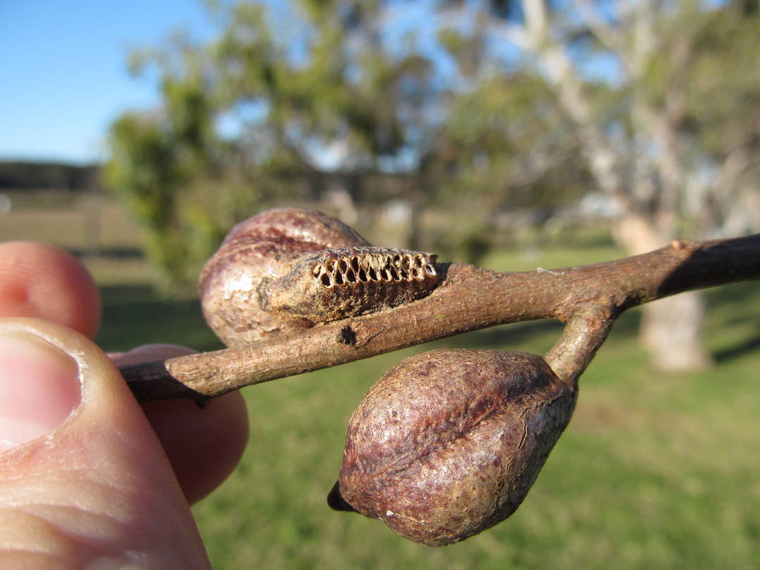 PhyloBotanist: Field trip to Kioloa