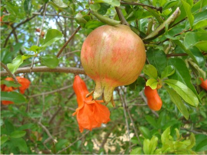 De lá pra cá: Pé de Romã - Vale do Salitre