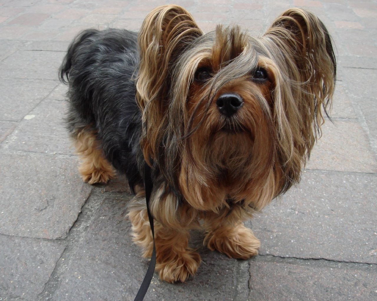 Australian Silky Terrier | The Life of Animals