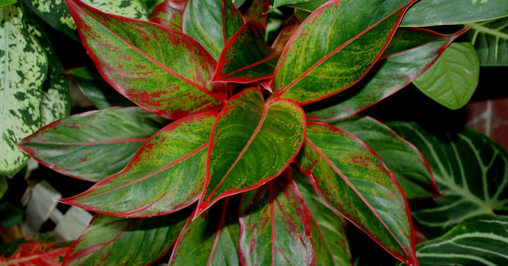 Aglaonema care and culture | Travaldo's blog