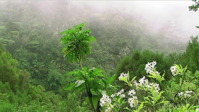 4 Things Must to Do in Madeira | Travel eGuide