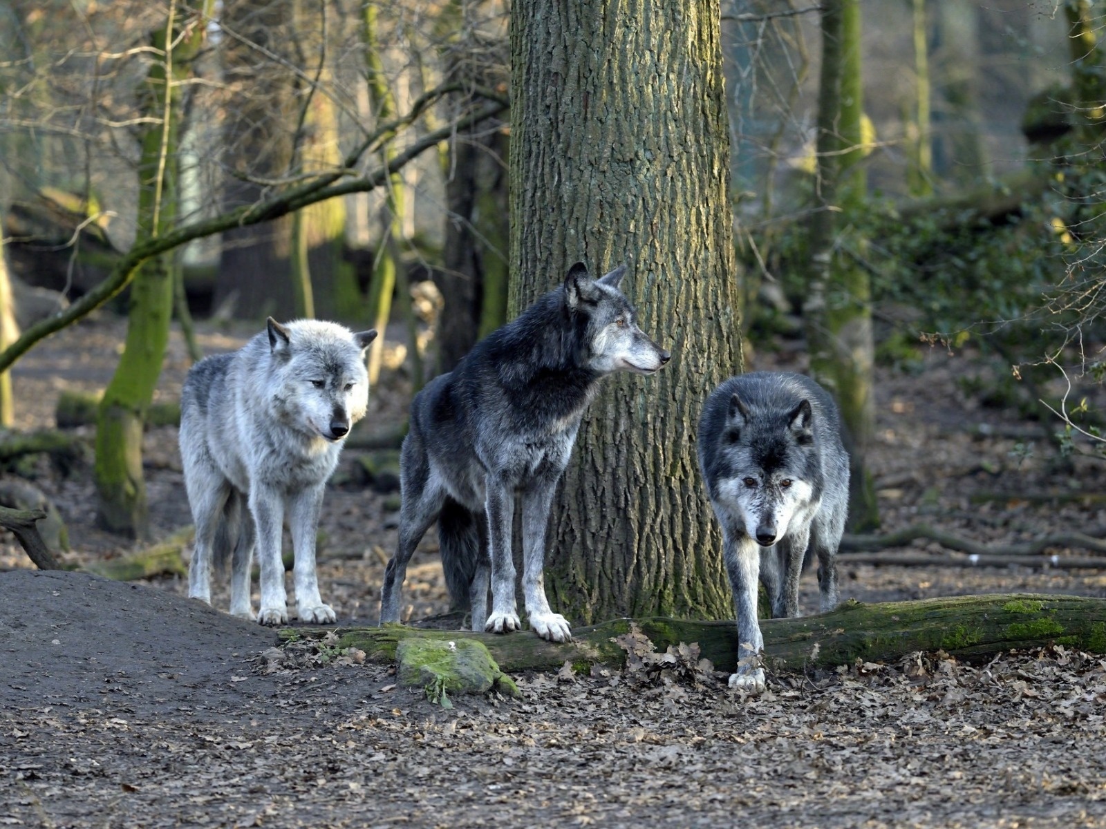 Fotografías de feroces lobos en campo natural