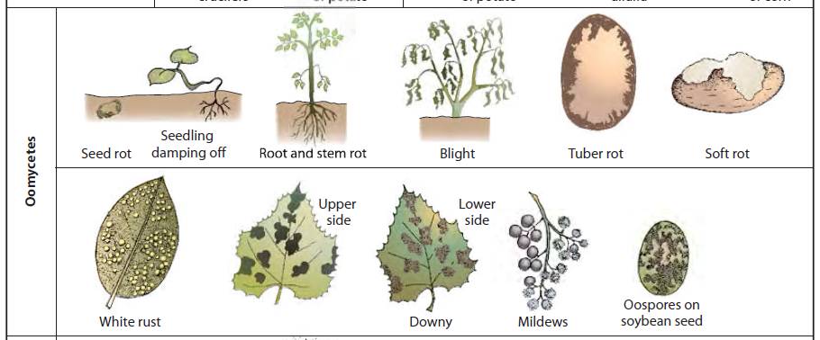 Kingdom Fungi and PhytoPathology - A Unique Perspective