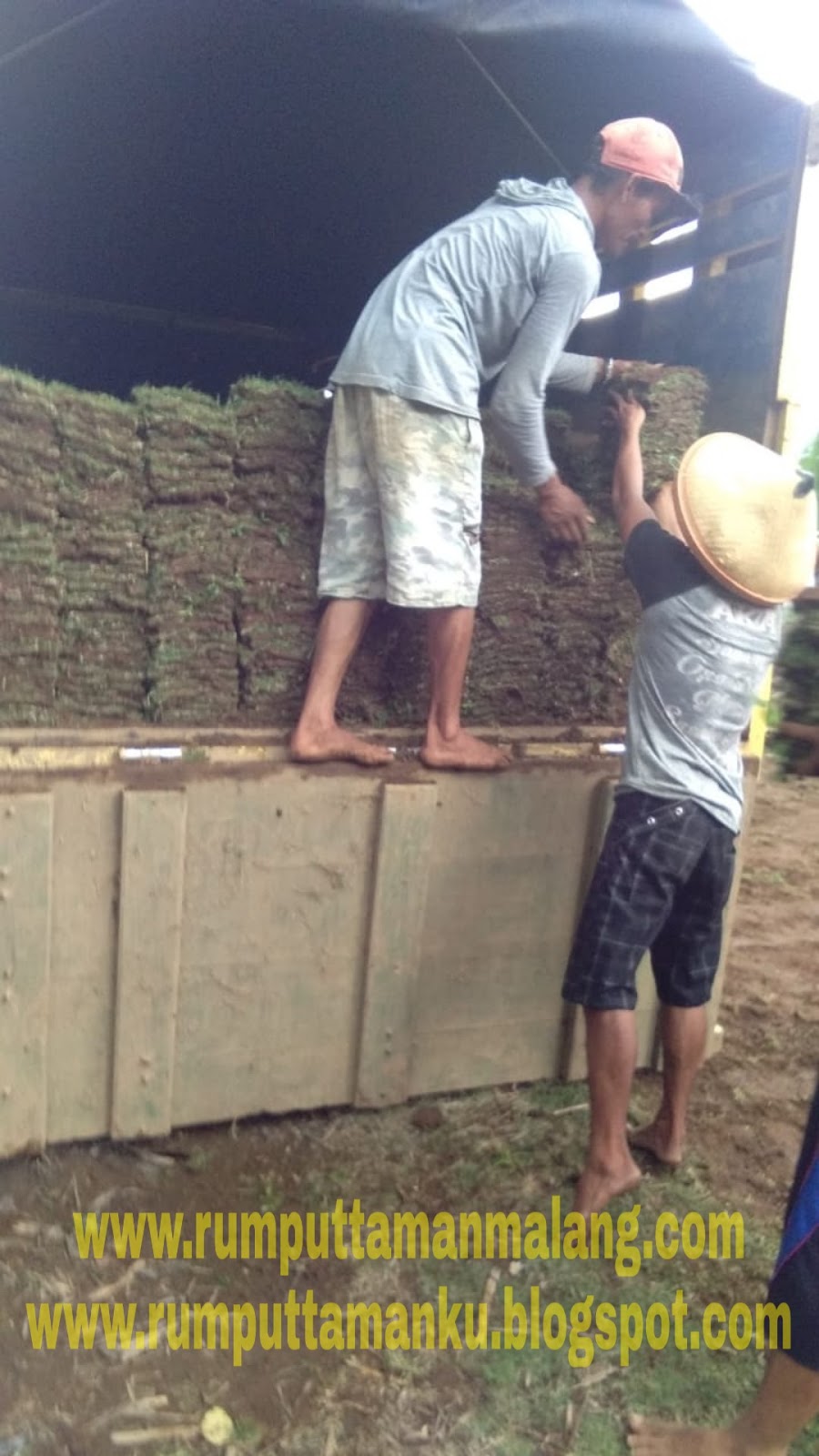 Harga jual rumput manila zoysia matrella di Jakarta April Tahun 2023 ...