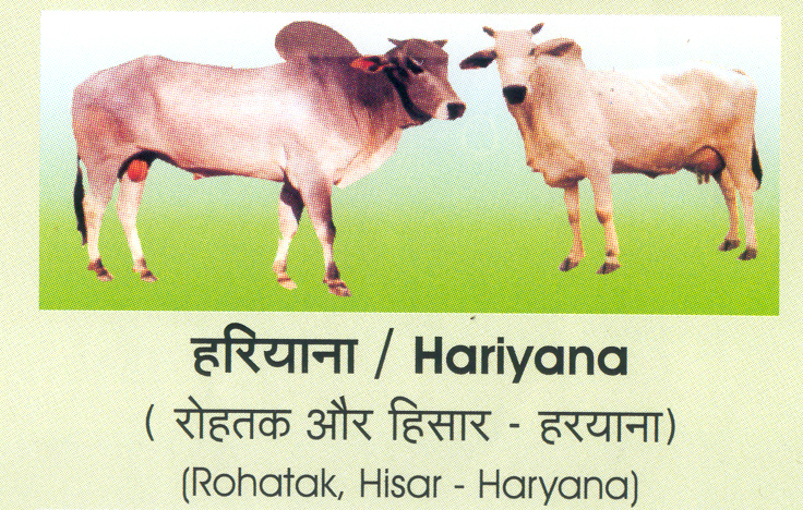 Indian Cow Breeds getting extinct