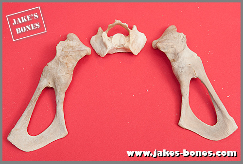 A first look at a very unusual skeleton : Jake's Bones