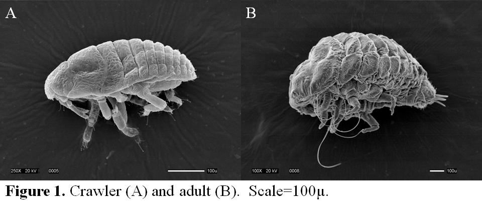 Arthro-Pod: Arthro-Pod Episode 14: Aquatic Insects and Invasive Species ...