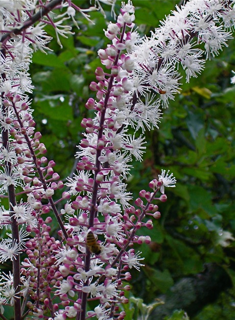 Bugbane