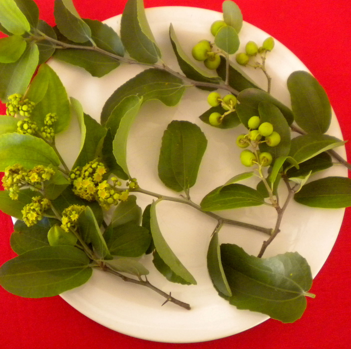 v e r d e c h a c o: Mistol