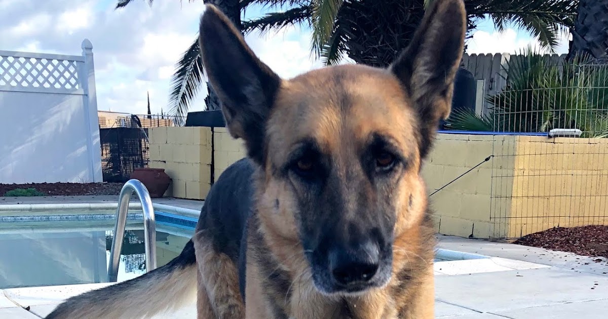 Greenland Holler Pets Moves Mountains Saving Harmed Dogs, Become part ...