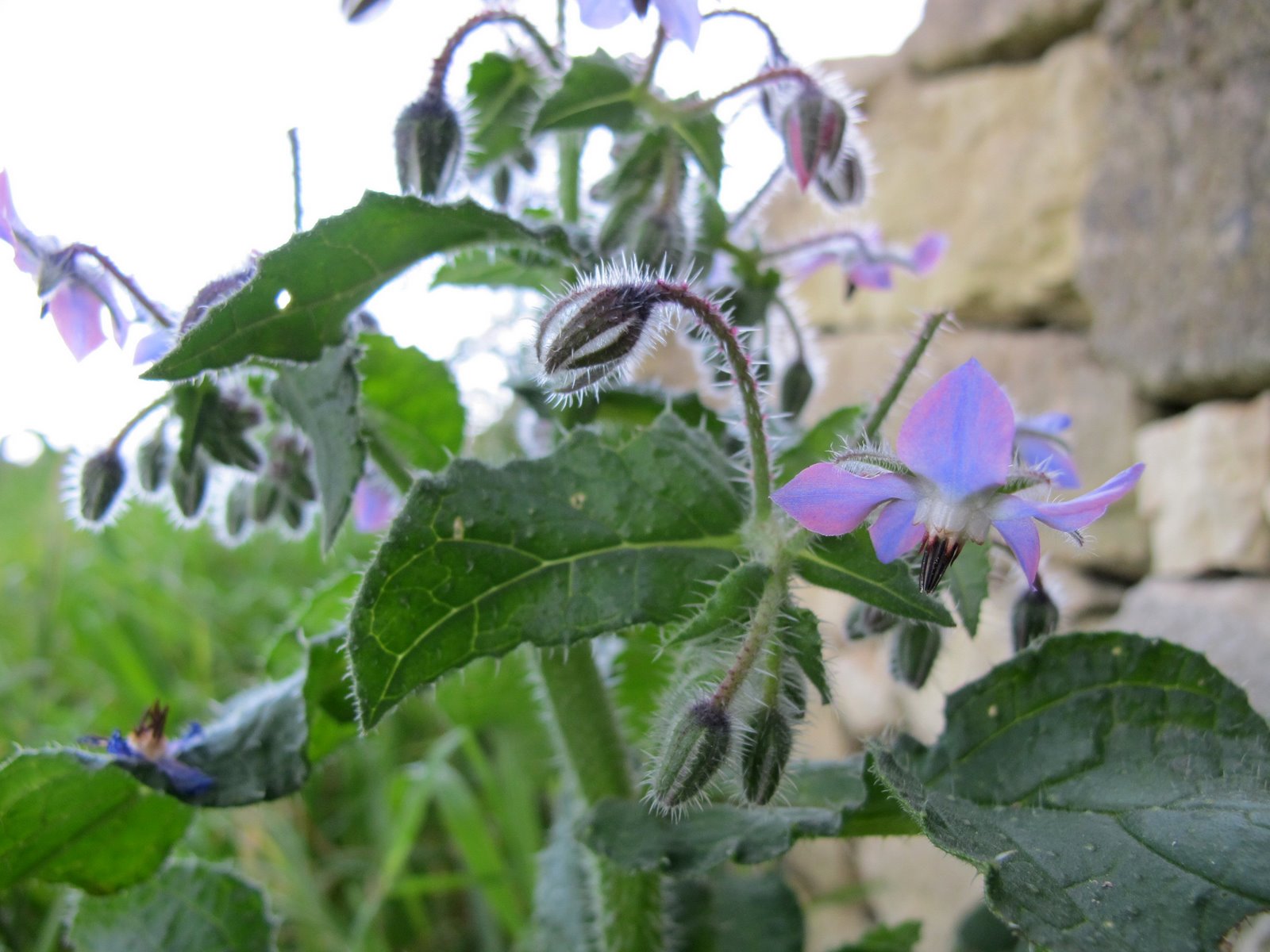 FLORA NEL SALENTO e.. anche altrove: Borago officinalis L ...