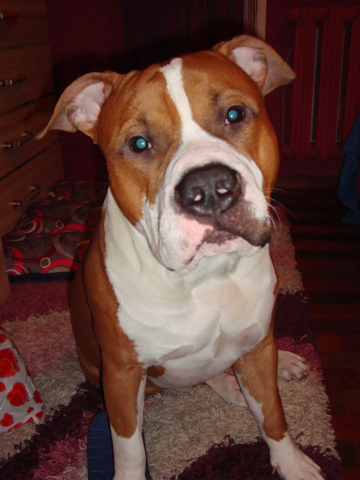 amstaff, american stafordshire terrier, szczeniaki, opieka, wychowanie ...