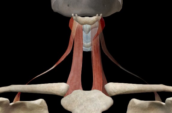 Músculos laríngeos | Segunda parte