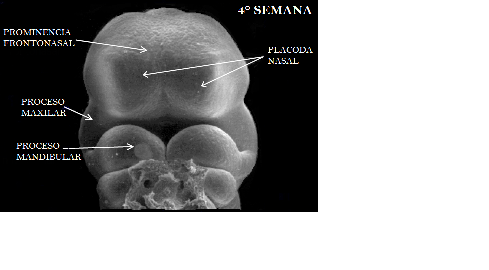 EMBRIOLOGIA ORAL: Embriología de la Cara