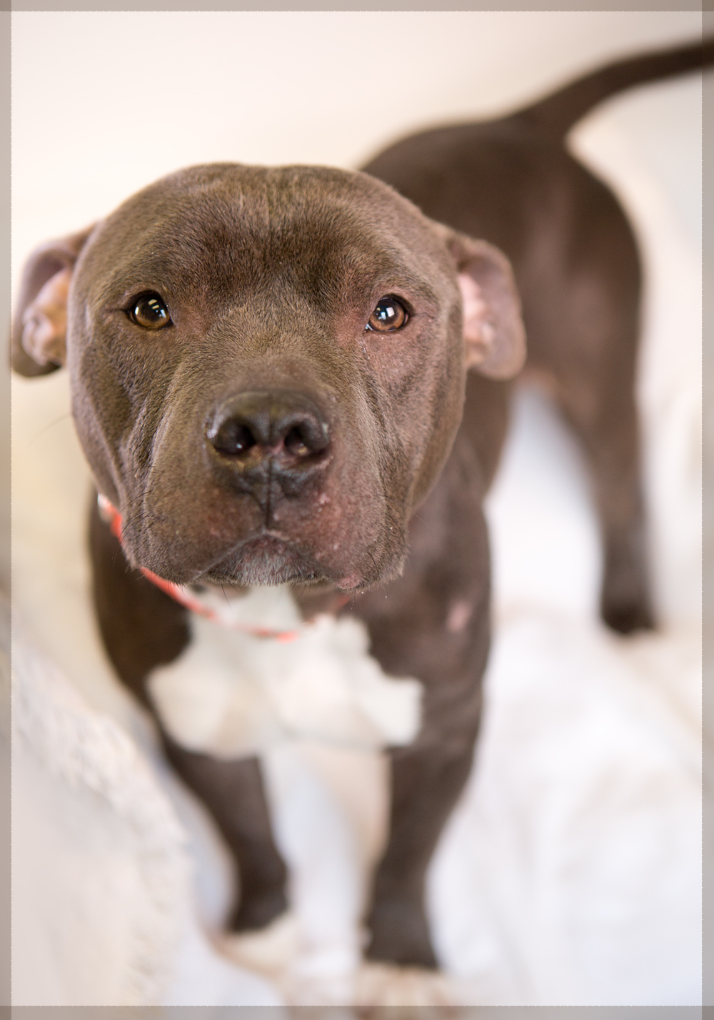 Chubby Pitbull Puppies