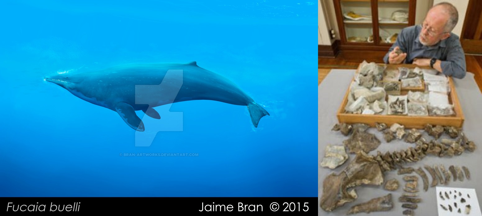 The Coastal Paleontologist, atlantic edition: The last decade of Marine ...