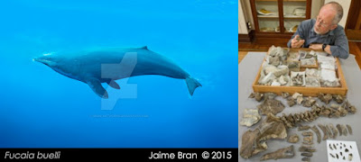 The Coastal Paleontologist: The last decade of Marine vertebrate ...