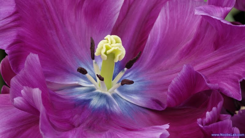 Best Webshots HD Wallpapers - NoobsLab | Eye on Digital World