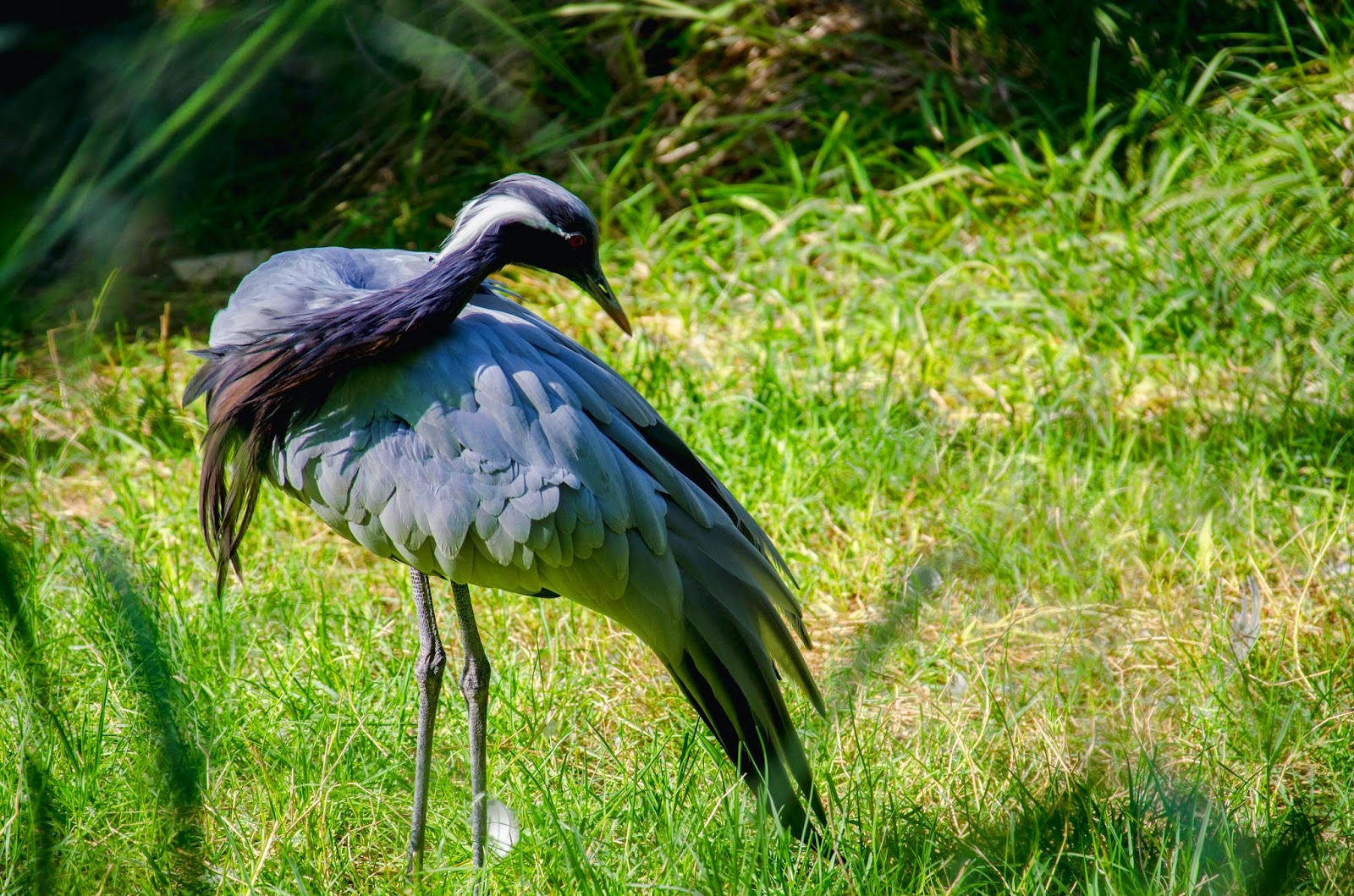 Pinay in Kuwait: KUWAIT BUCKET LIST: Visit Kuwait Zoo