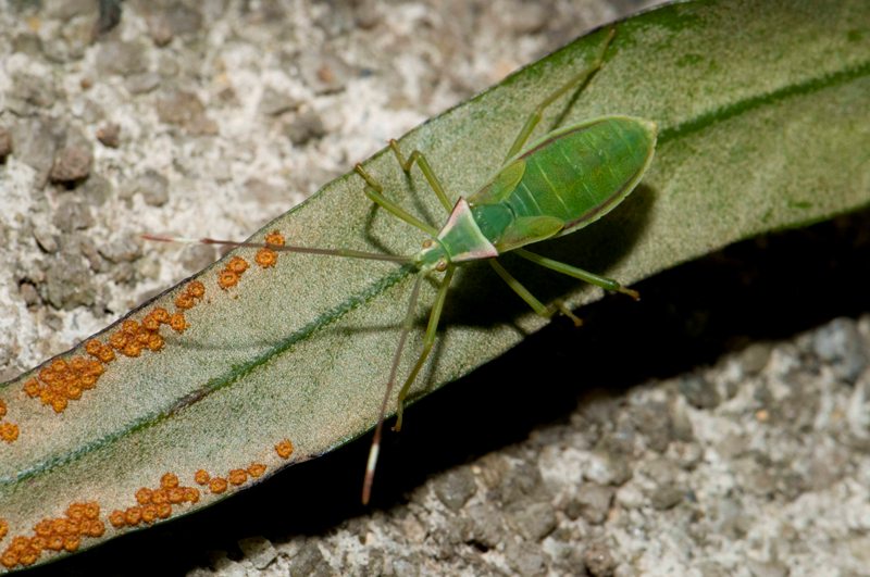 Singapore Wild Animals: Bugs
