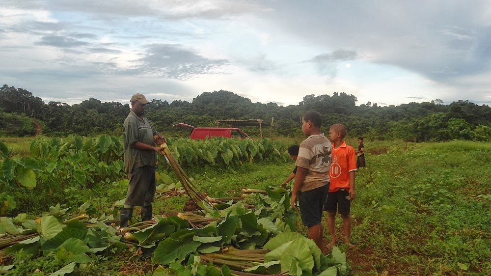 Youths Trained on Dalo Harvesting | AGRONET FIJI