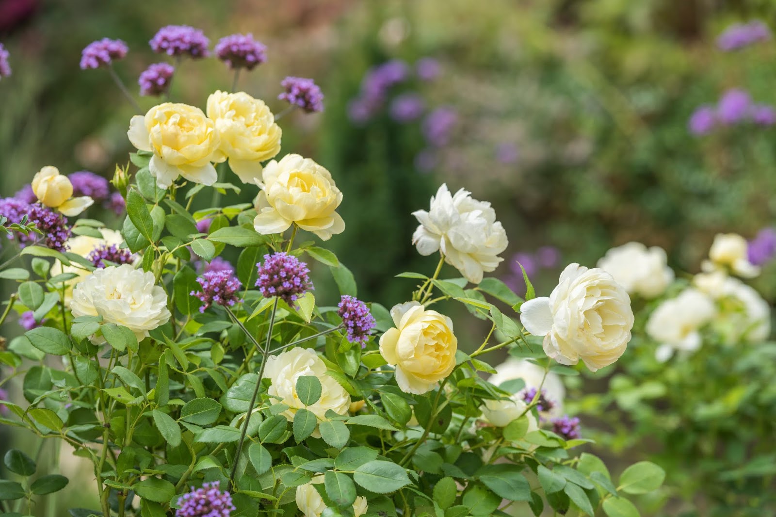 5 tips for growing 3 new fragrant David Austin Roses in your garden ...
