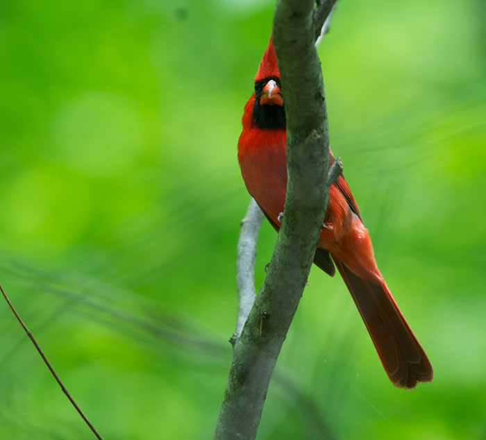 Red and the Peanut: ...there's no way she can see me now!