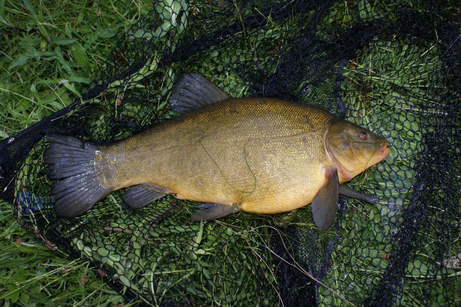 By JAYZS: Terns and Tench