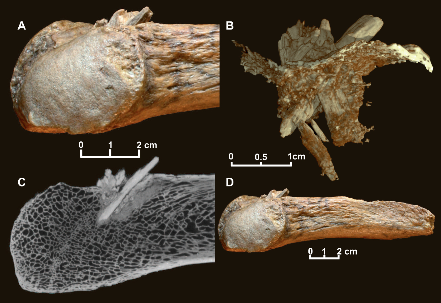 bensozia: A Dead Mastodon, a Bone Fragment, and a Controversy