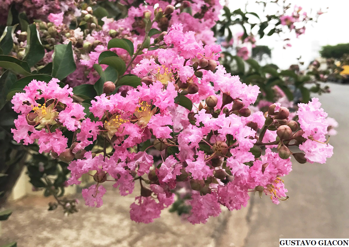 Viveiro Ciprest - Plantas Nativas e Exóticas: Resedá Rosa ...