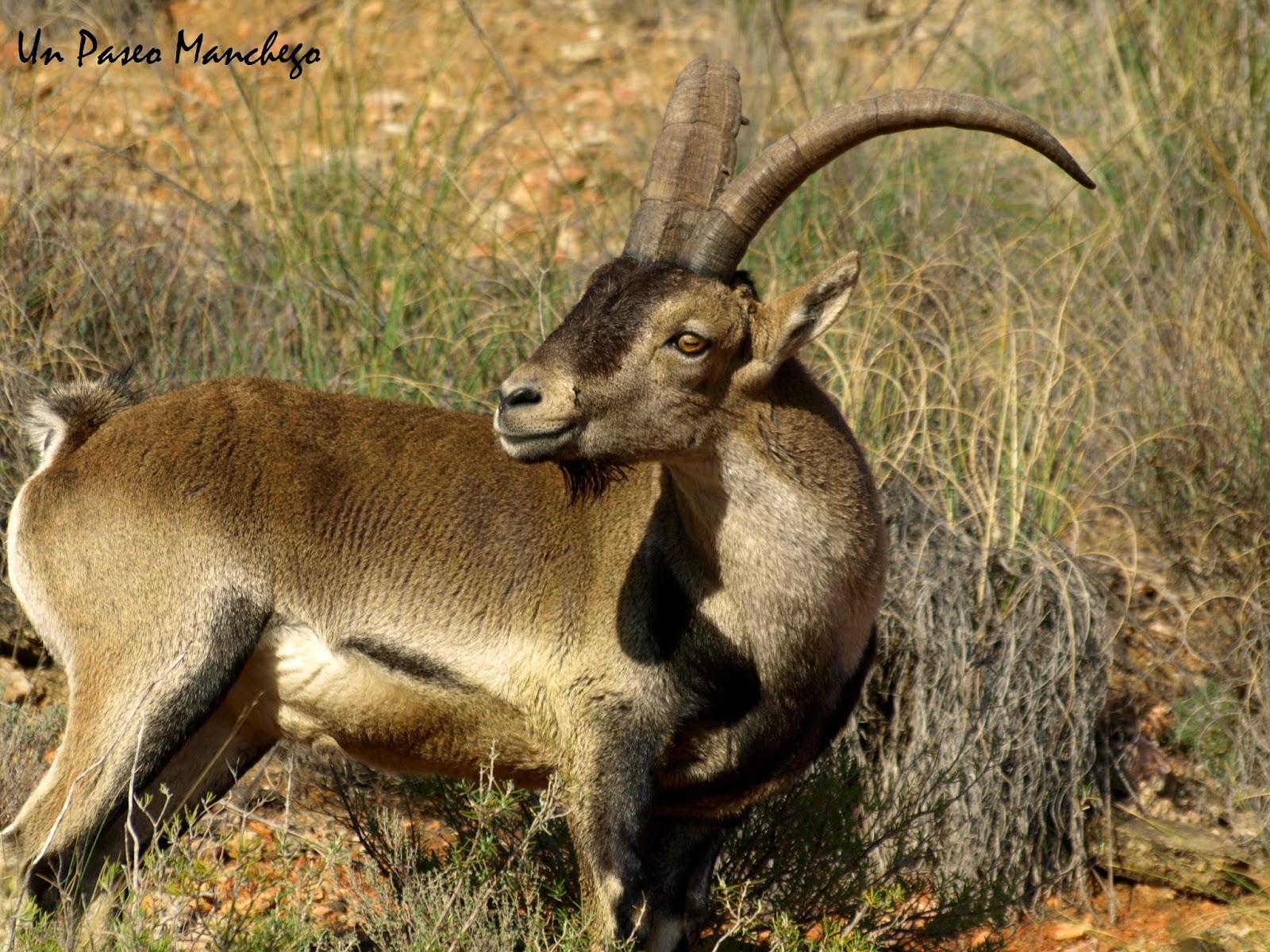Un Paseo Manchego: Cabra hispánica en el Parque Natural de las Lagunas ...
