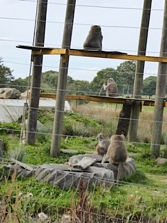 Local History of South Wales & Llanhilleth Miners' Institute: Welsh Ape ...