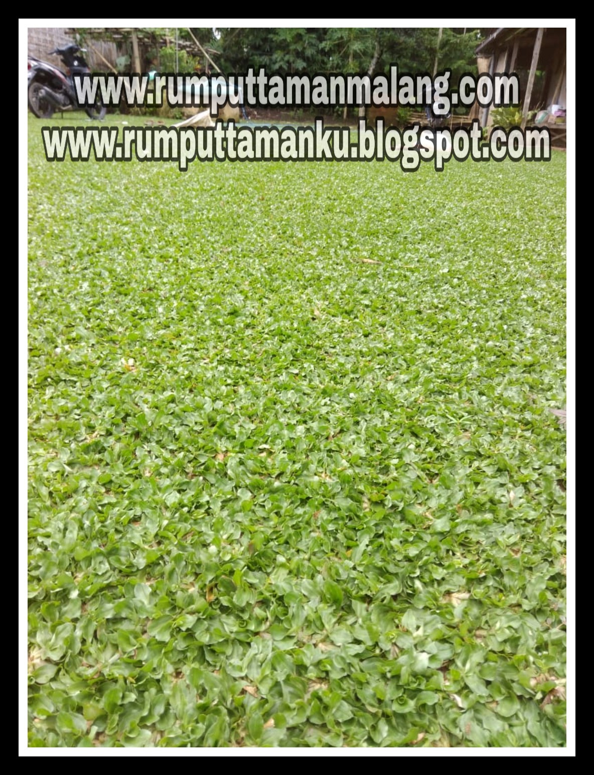 RUMPUT GAJAH MINI - Rumput Taman Malang