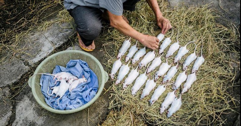 Vietnamese Rat Meat Is As Delicious As ... Cheese