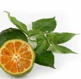 The Healthy Gems: First Vita Plus in Guyabano, Dalandan and Melon