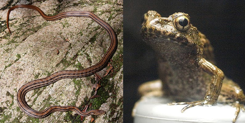 Serpent Research: Sub-lethal skin sections in the wrinkled frog ...