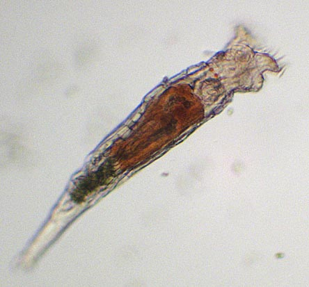 ANIMALIA KINGDOM: Phylum Rotifera
