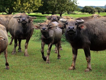 Only in the Philippines: List of Endangered Animals in the philippines