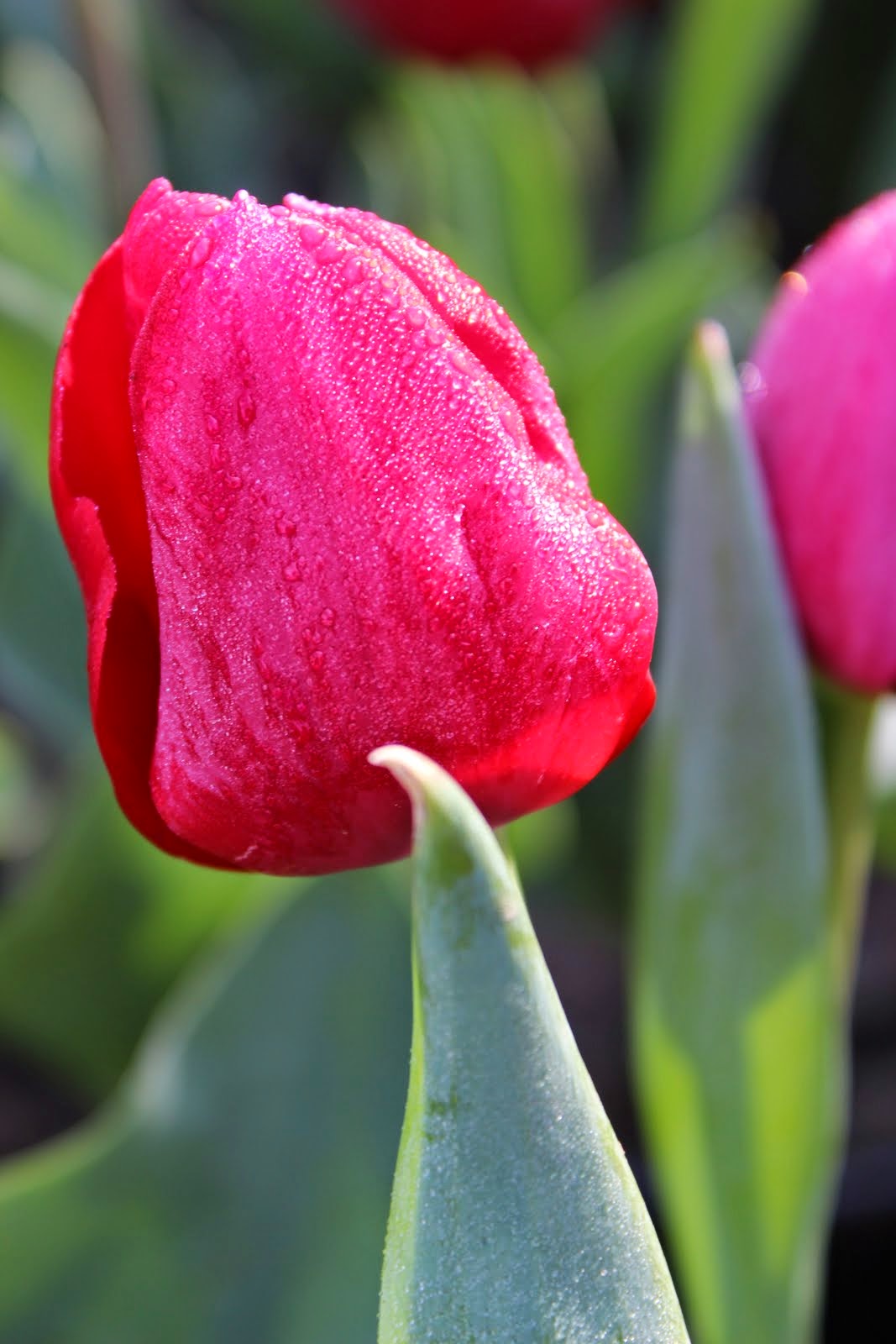 Here and There: Traditional Tulips of Turkey