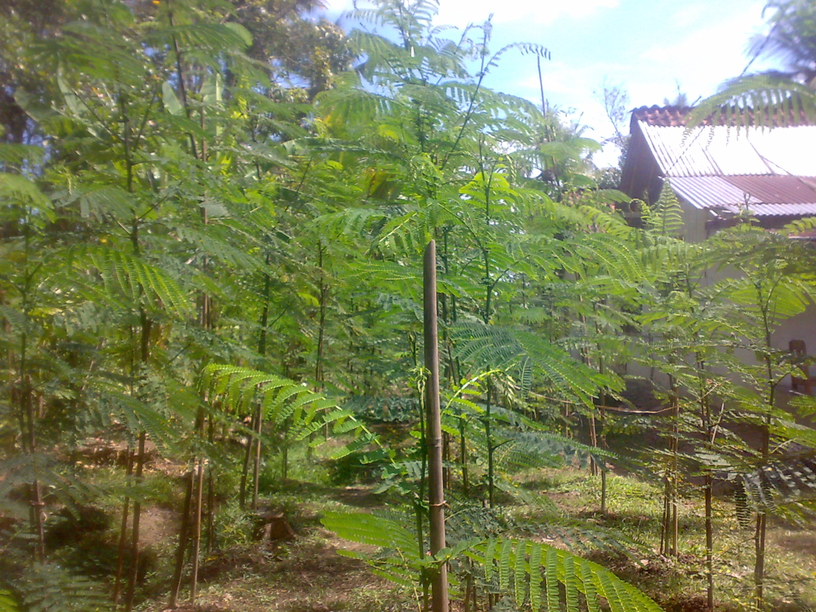 ANEKA USAHA DI PEDESAAN