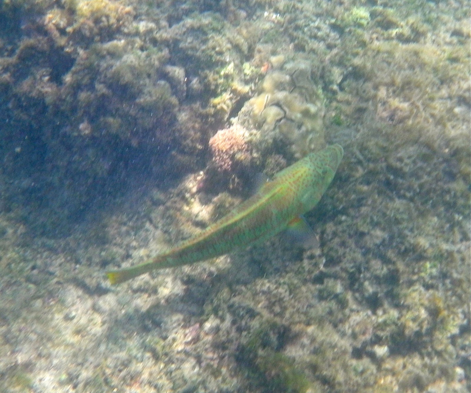 Psychedelic Waterfall: Christmas Wrasse, Manini fish and started a new ...