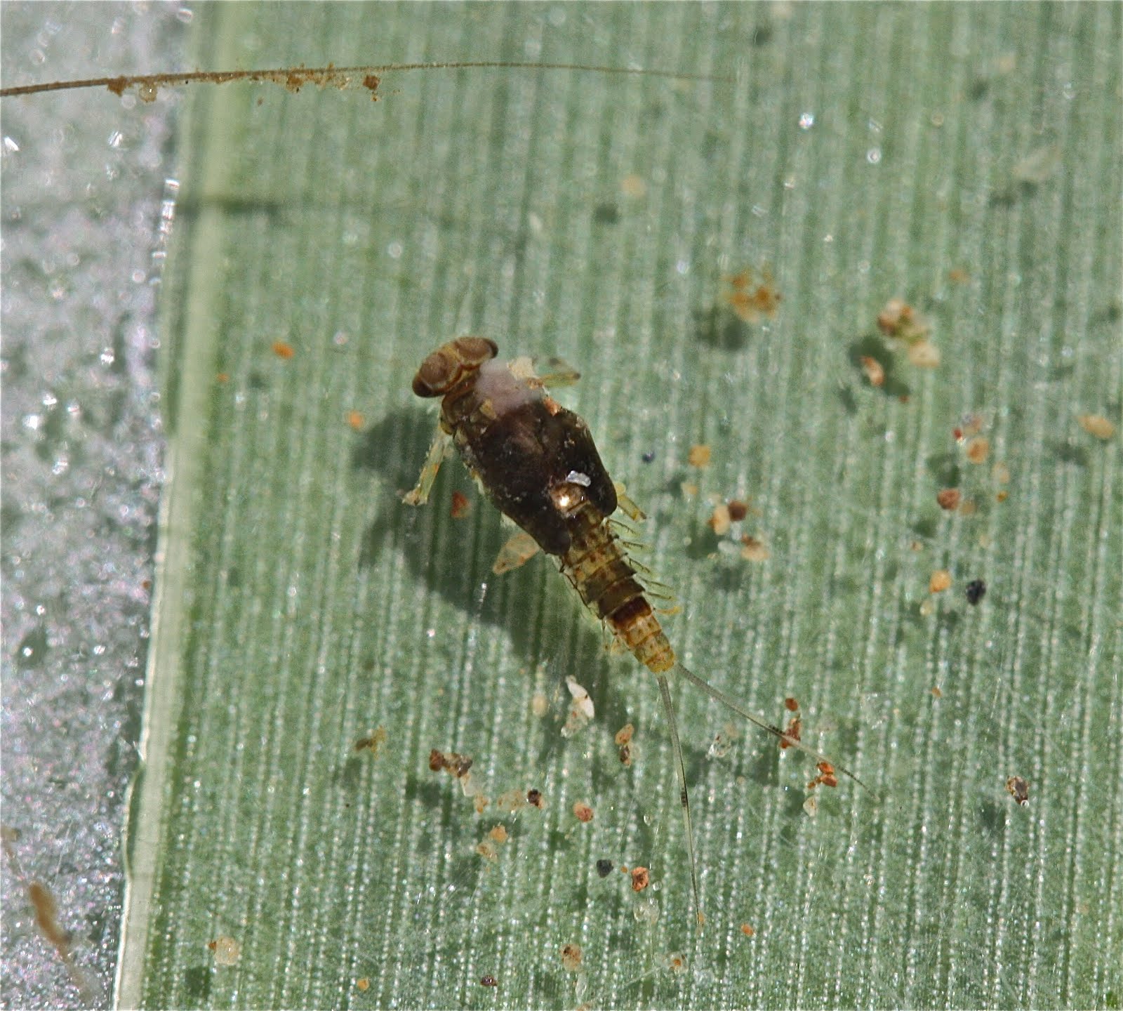 Aquatic Insects of Central Virginia: The Small Minnow Mayfly: Genus ...