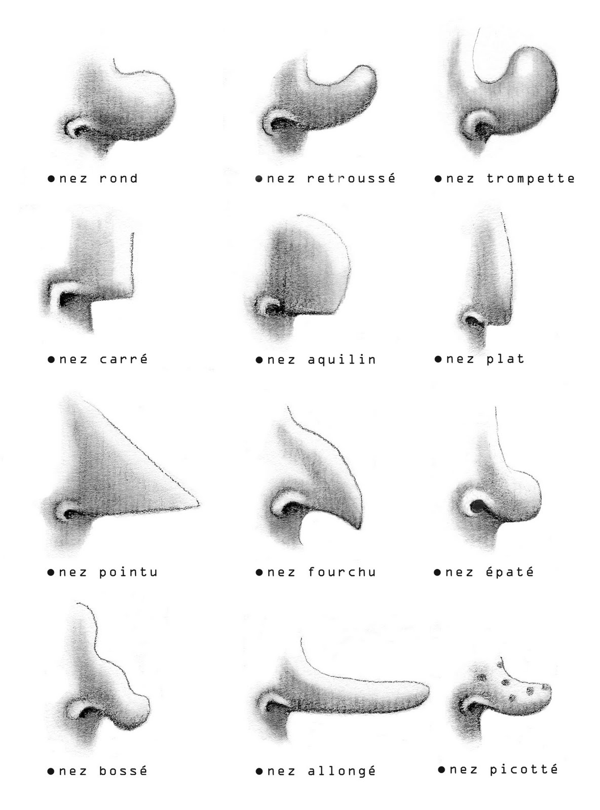 Ninon Pelletier: Études de nez