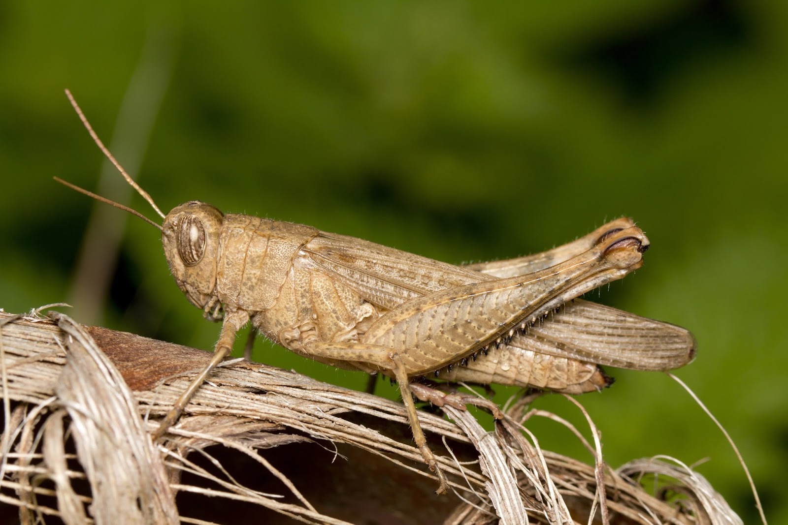 Locust Swarm Egypt and Fly into Israel: Biblical Proportion? | Greg ...