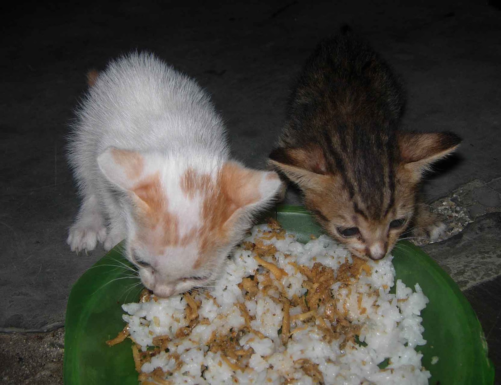 hewan lucu 2016: kucing berdoa kepada allah Images