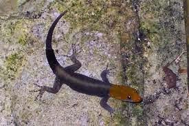 Eye on Costa Rica: Geckos of Costa Rica.....Friend, Foe or a Little of ...