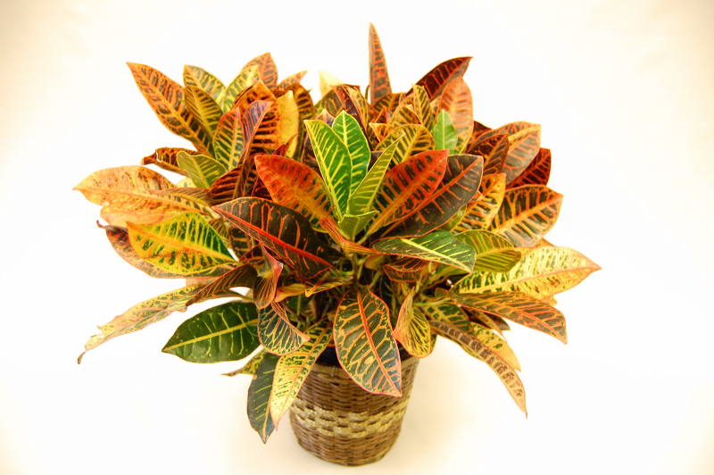 The Indoor Garden: How to Care for a Croton
