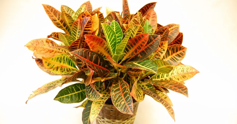 The Indoor Garden: How to Care for a Croton