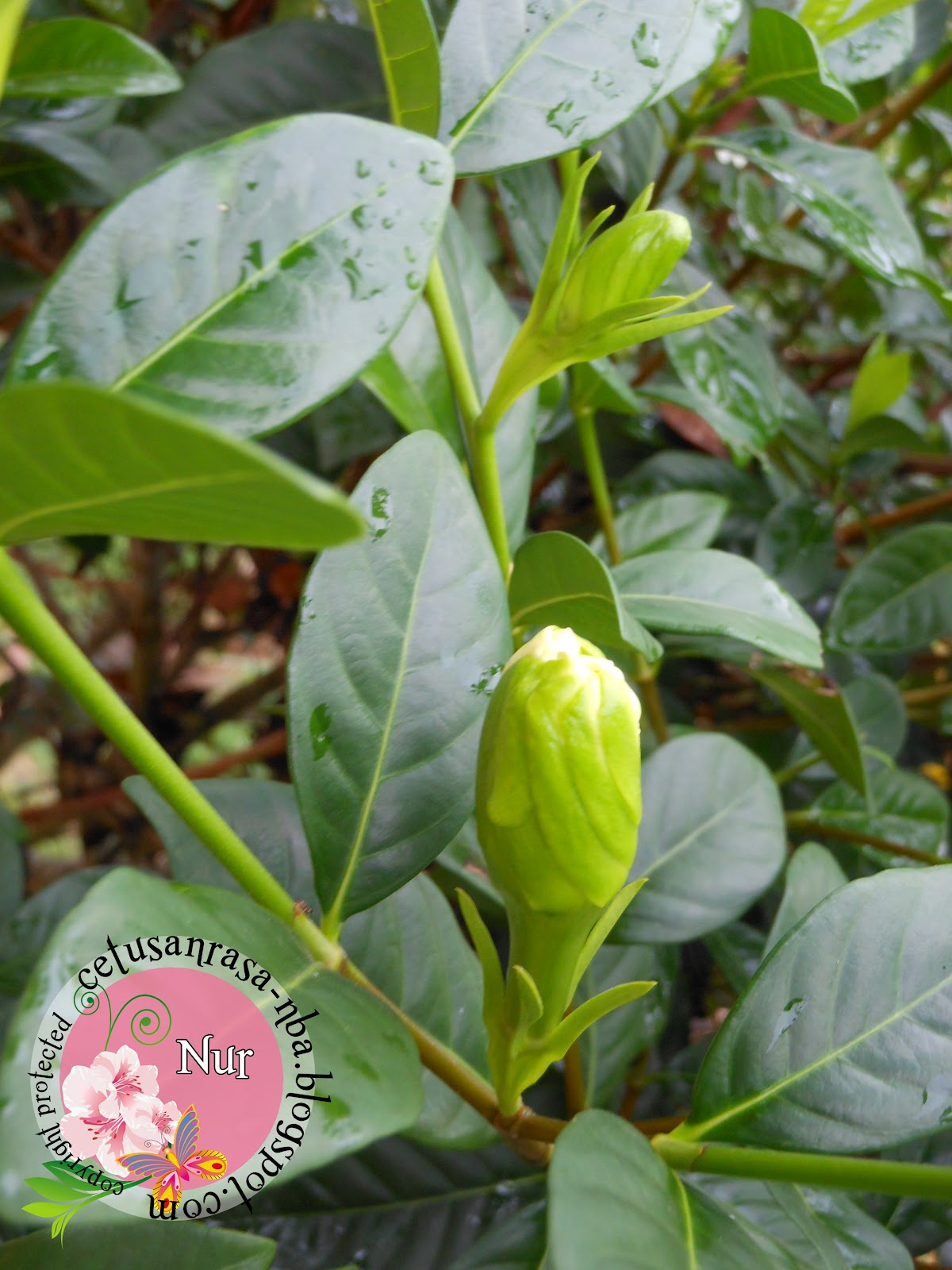 Cetusan Rasa: Bunga Cina @ Bunga Melur