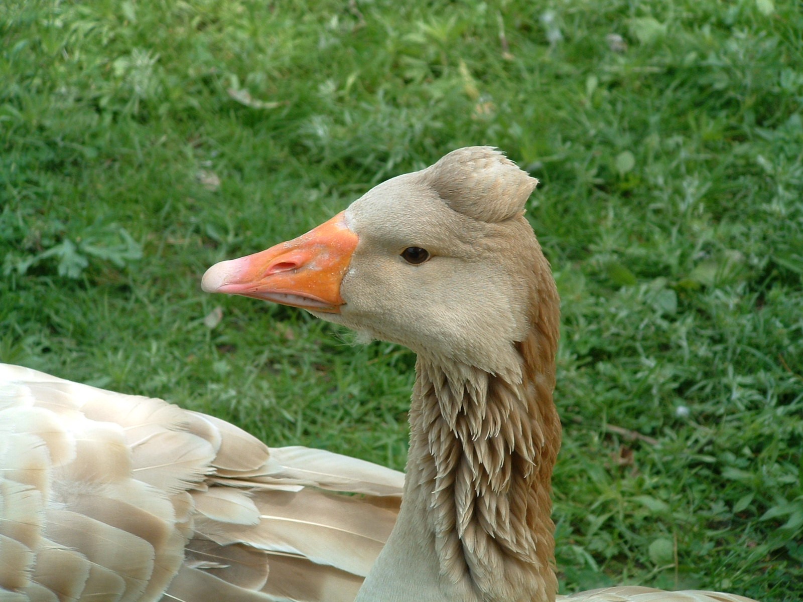 Metzer Farms Duck and Goose Blog Metzer Farms Duck and Goose Blog